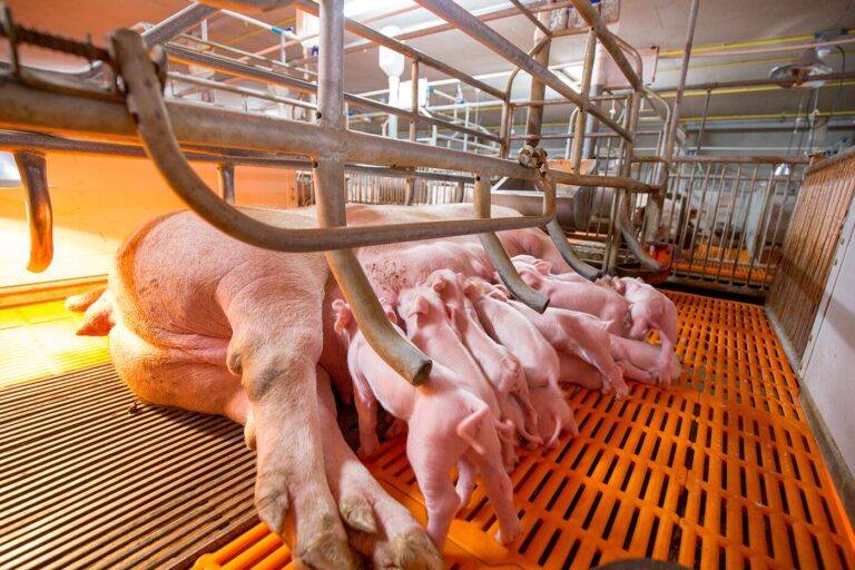 Drinking water Pigs: What's important? - Kanters Lieshout