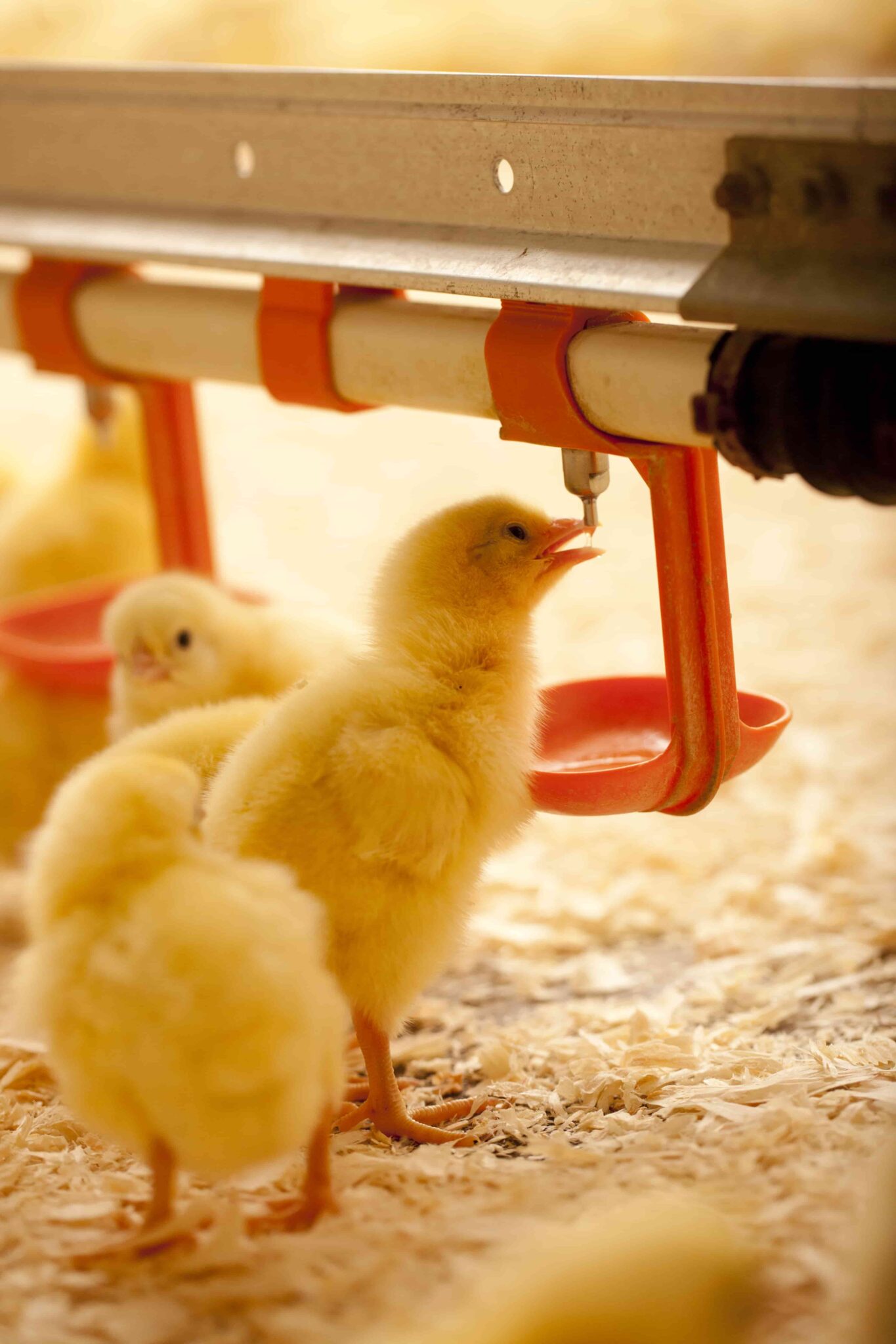 Drinking water Poultry: What's important? - Kanters