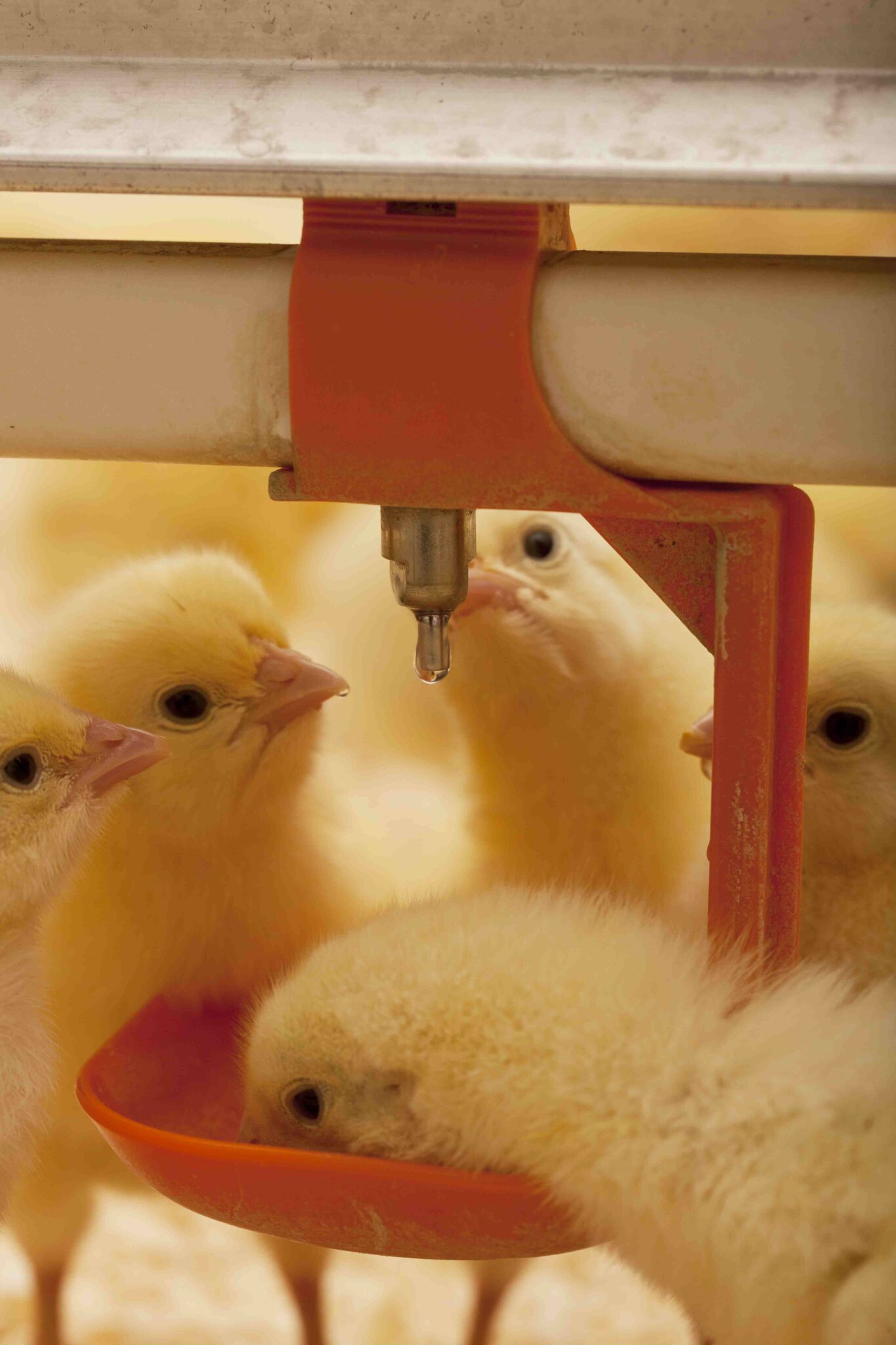 Drinking water Poultry: What's important? - Kanters