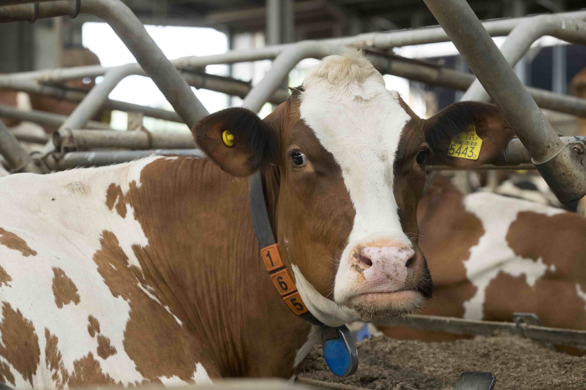Fertility in cows - Kanters