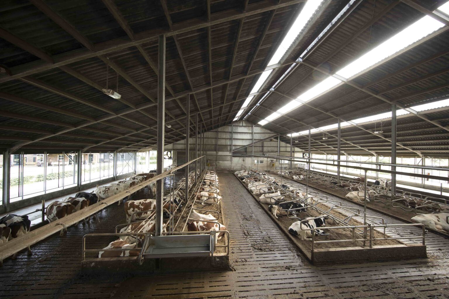 Fertility in cows - Kanters