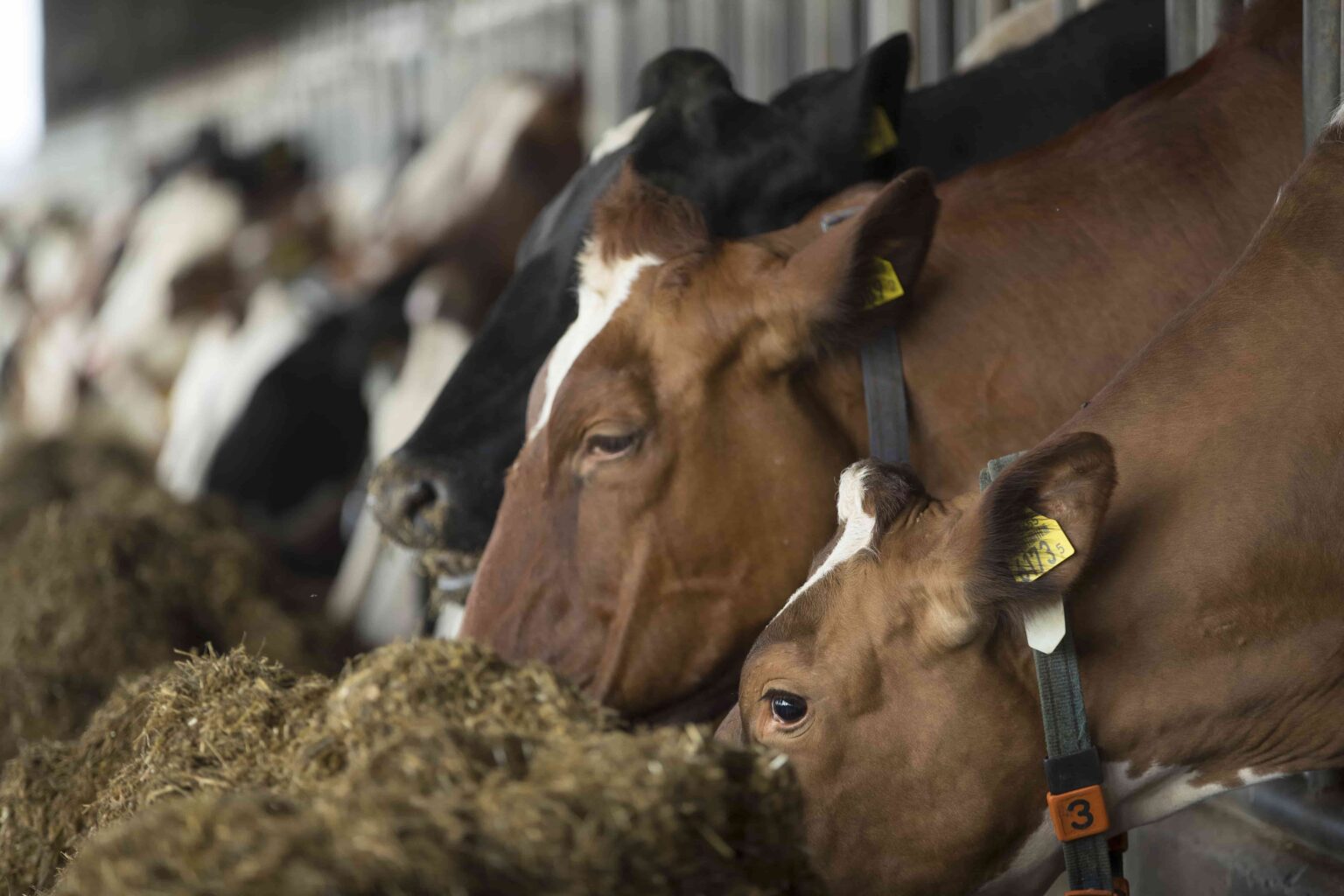 Drinking water Cows: What's important? - Kanters Lieshout