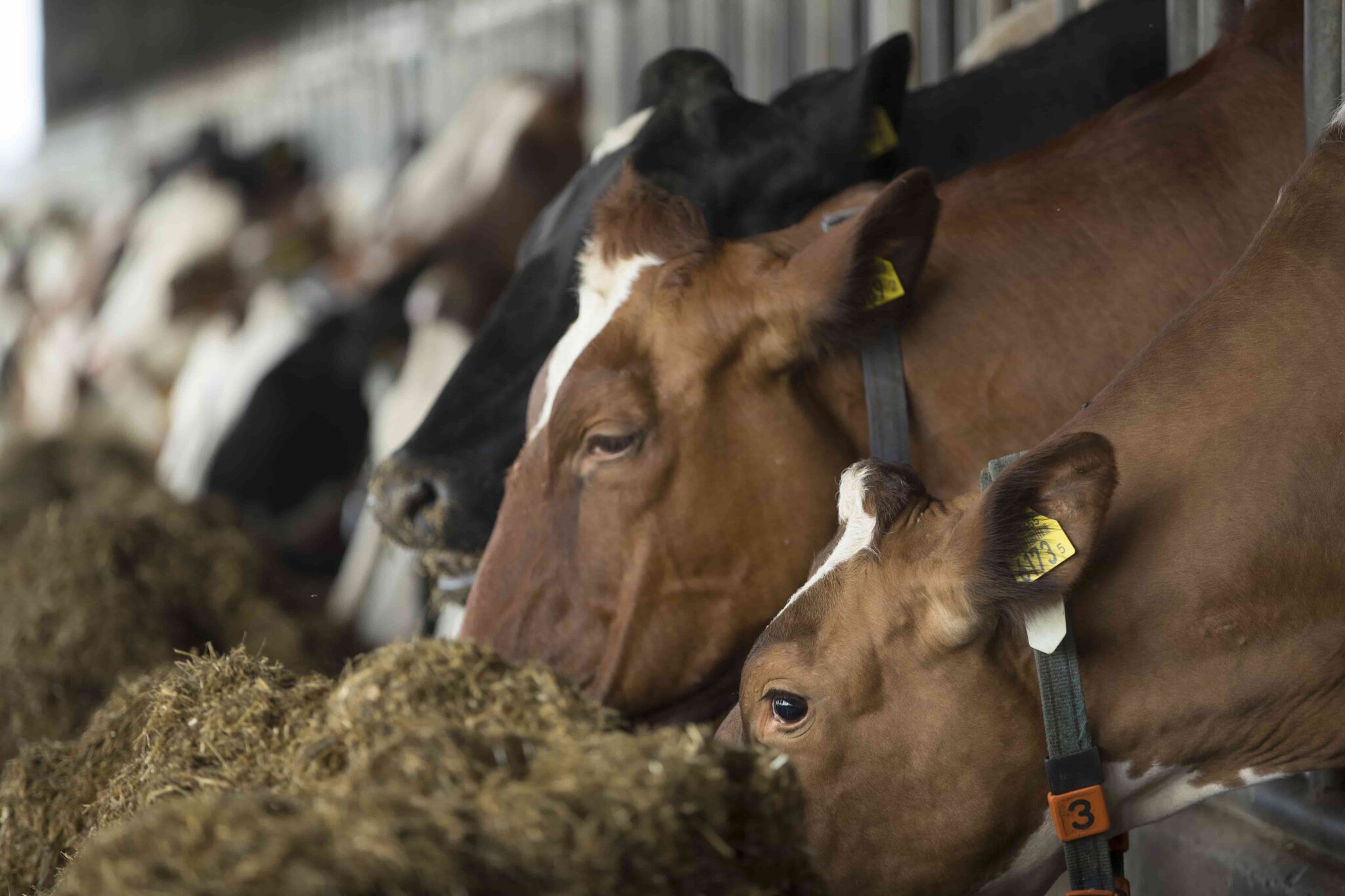 Drinking water Cows: What's important? - Kanters Lieshout