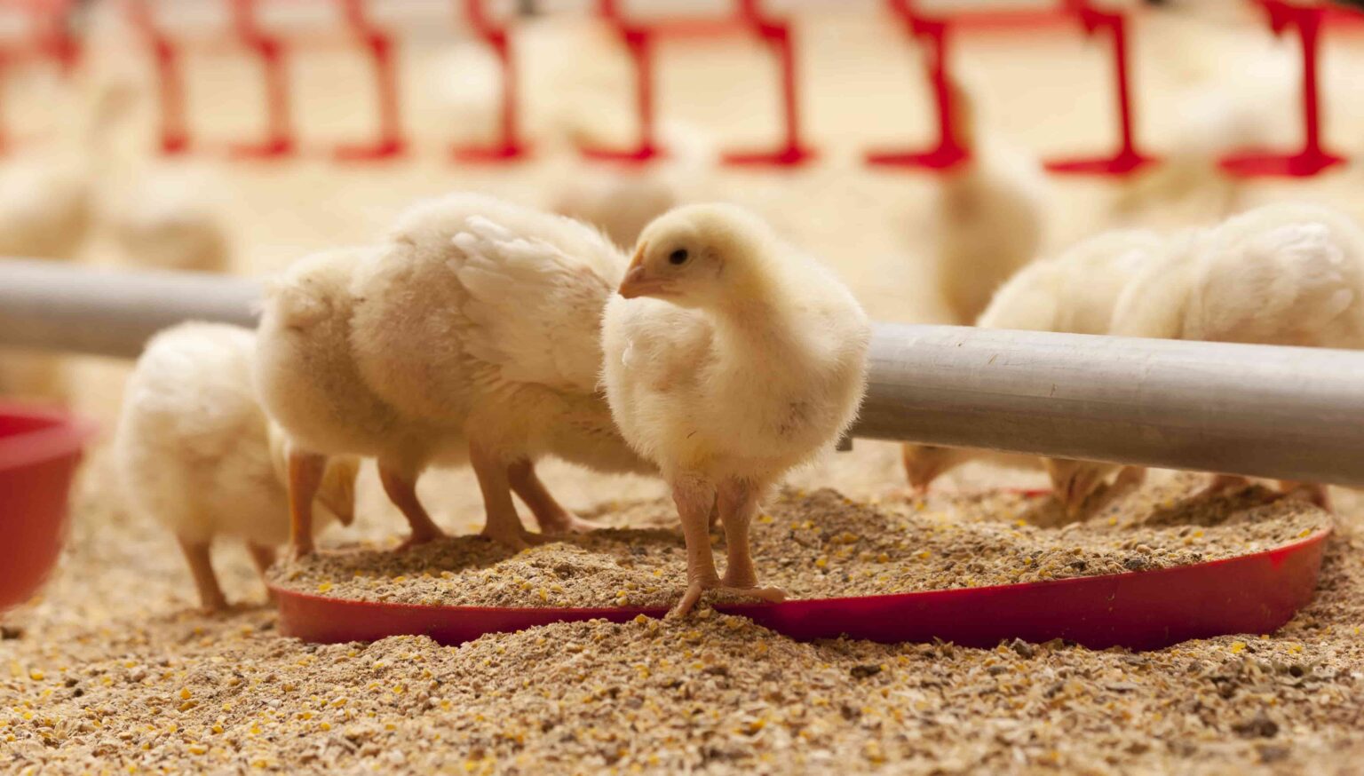 Drinking water Poultry: What's important? - Kanters