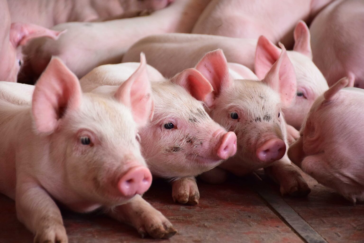 Drinking water Pigs: What's important? - Kanters Lieshout