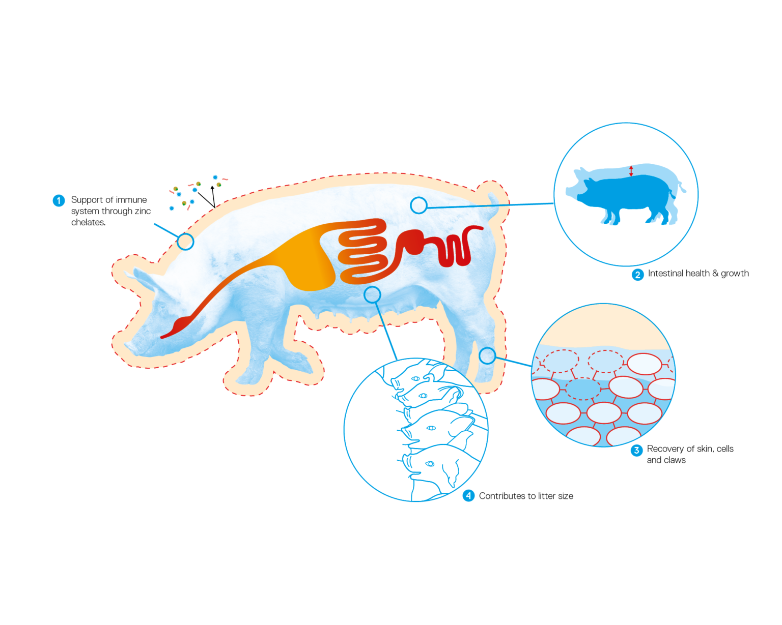 Gut health - Kanters