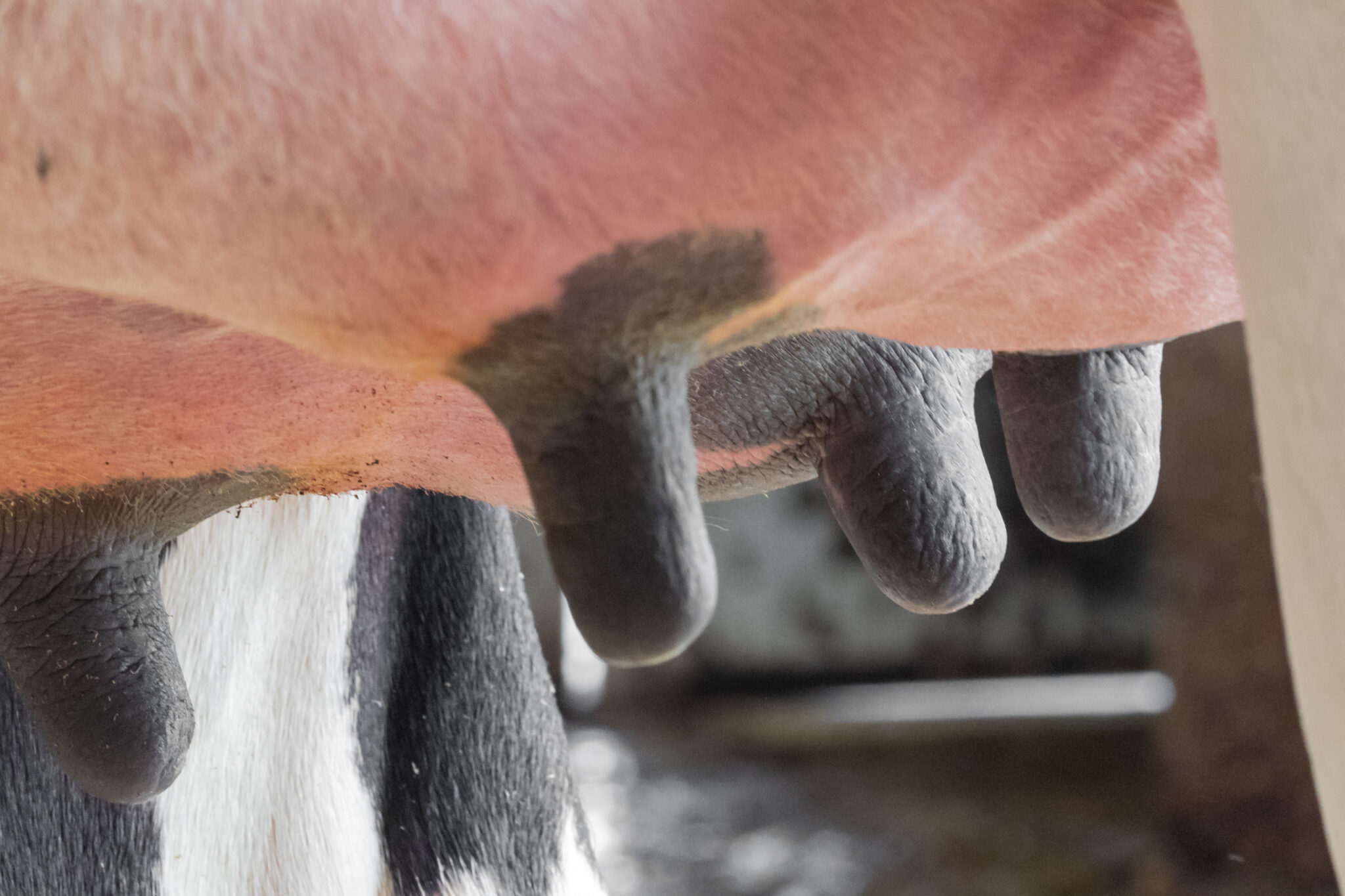 Exolium Udder Spray: excellent udder health, higher milk yield - Kanters